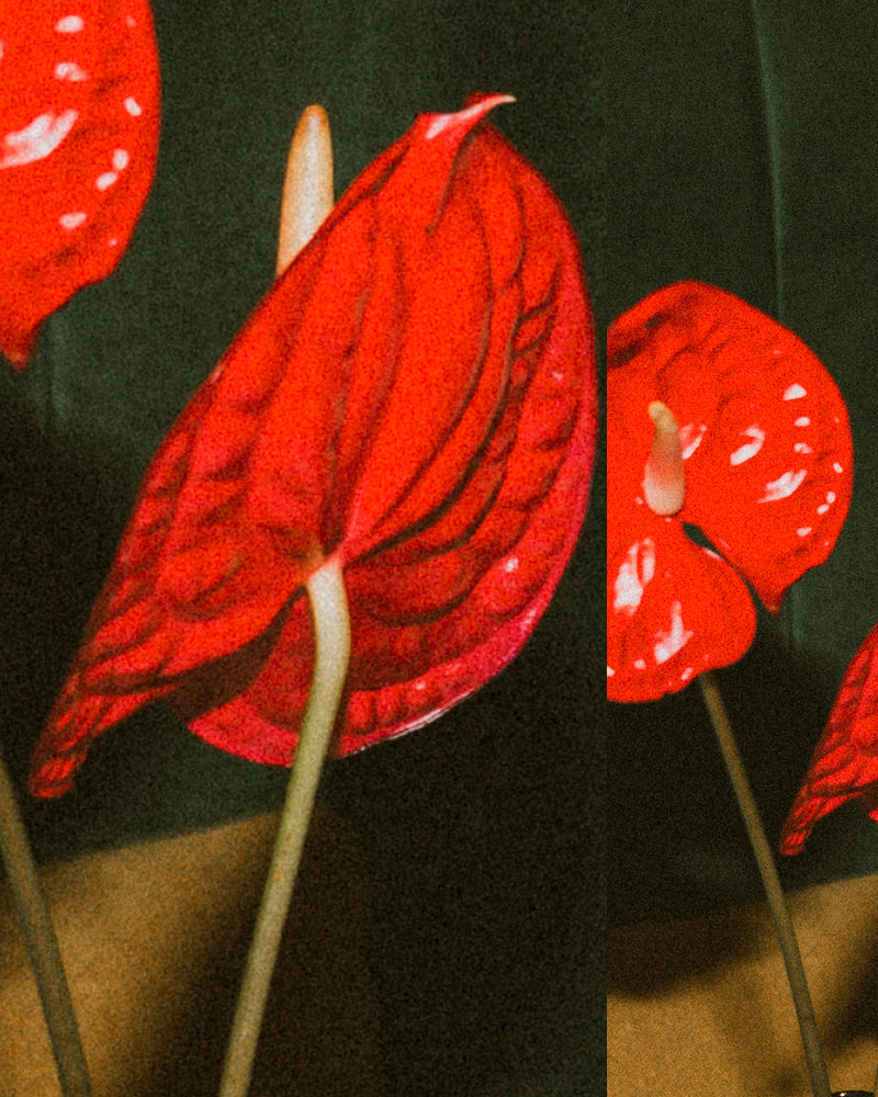 THE DINNER CLUB | CAPSULE – edmmond.com